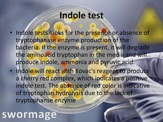 Isolation and identification of bacteria by sworna | PPTX