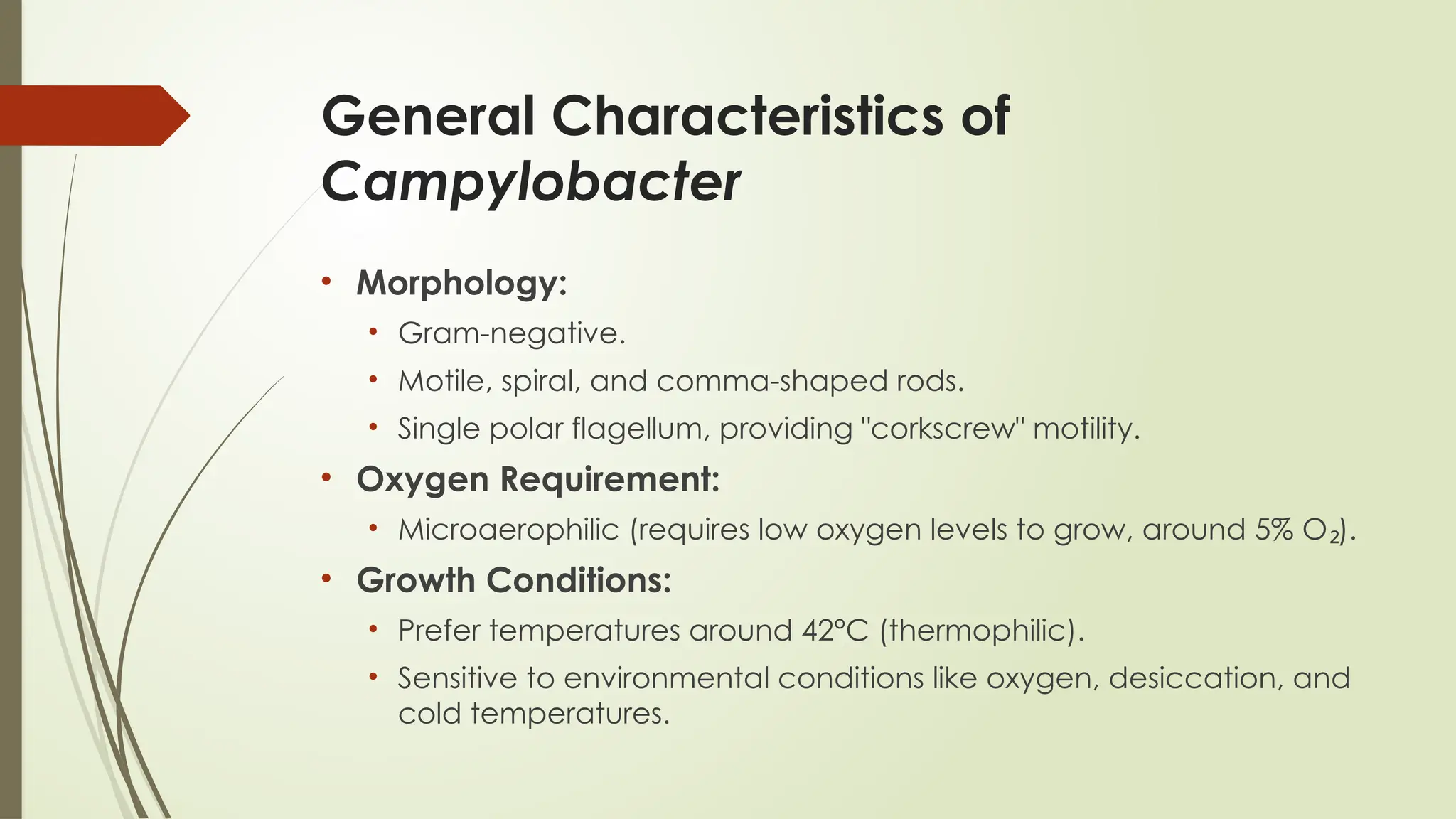 Isolation and identification of Campylobacter bacteria.pptx
