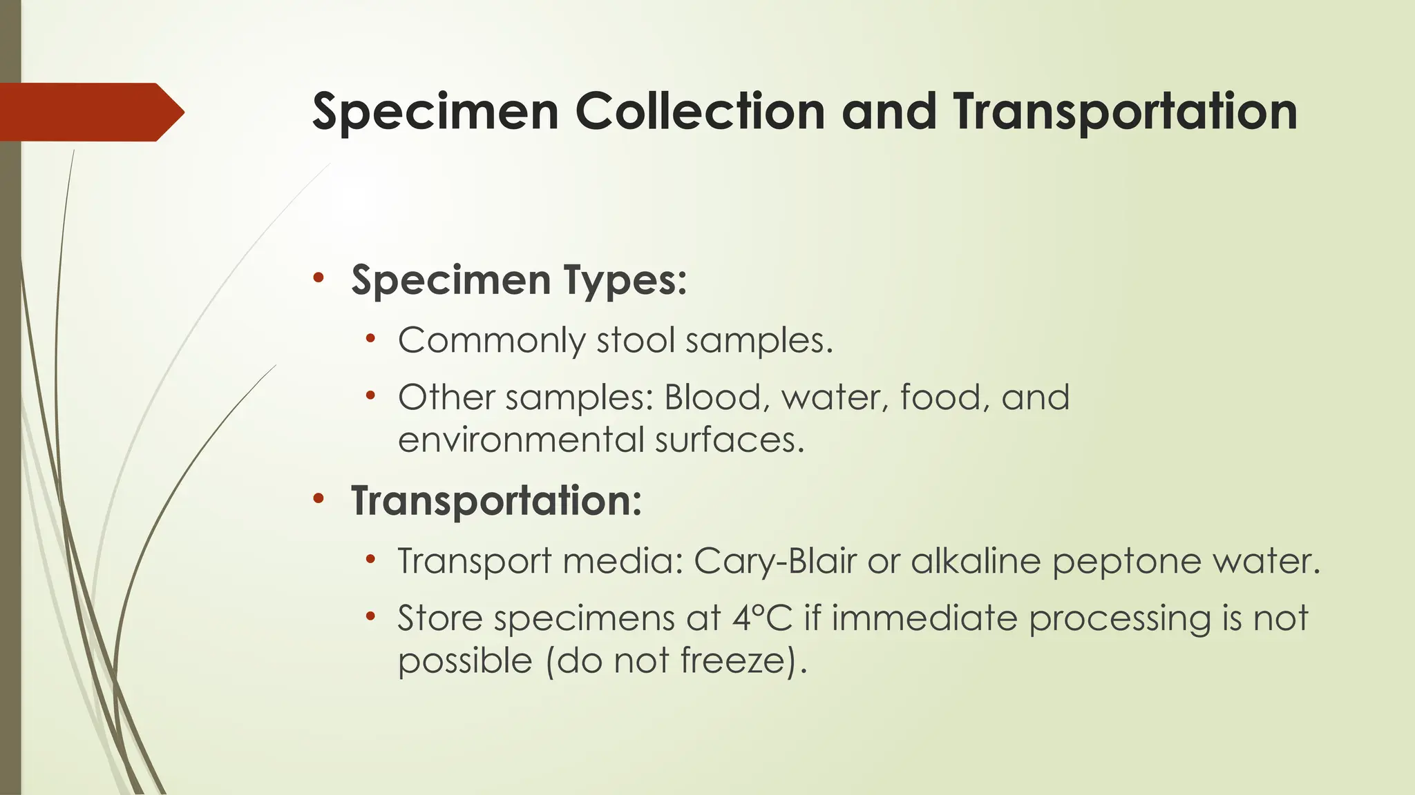 Isolation and identification of Campylobacter bacteria.pptx