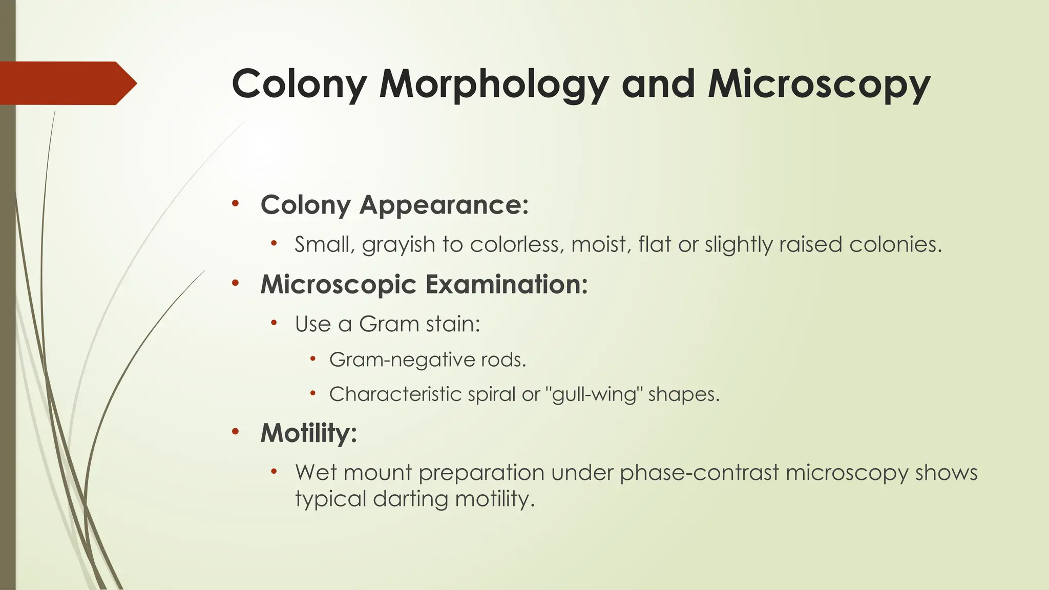 Isolation and identification of Campylobacter bacteria.pptx