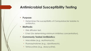 Isolation and identification of Campylobacter bacteria.pptx