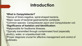 Isolation and identification of Campylobacter bacteria.pptx
