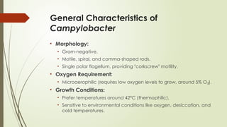 Isolation and identification of Campylobacter bacteria.pptx