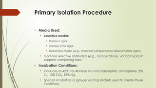 Isolation and identification of Campylobacter bacteria.pptx