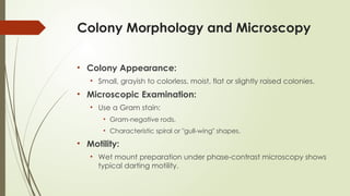 Isolation and identification of Campylobacter bacteria.pptx