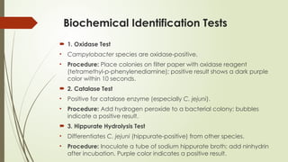 Isolation and identification of Campylobacter bacteria.pptx