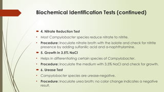 Isolation and identification of Campylobacter bacteria.pptx