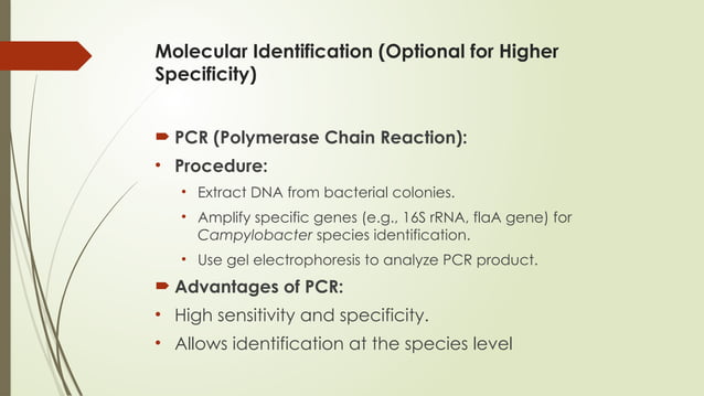 Isolation and identification of Campylobacter bacteria.pptx