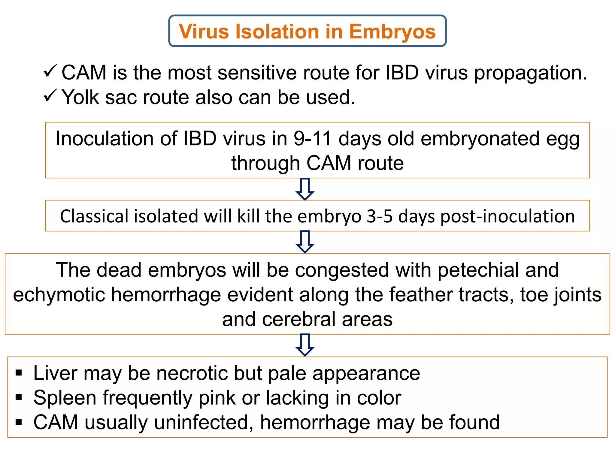 Isolation and identification of infectious bursal disease virus | PPTX