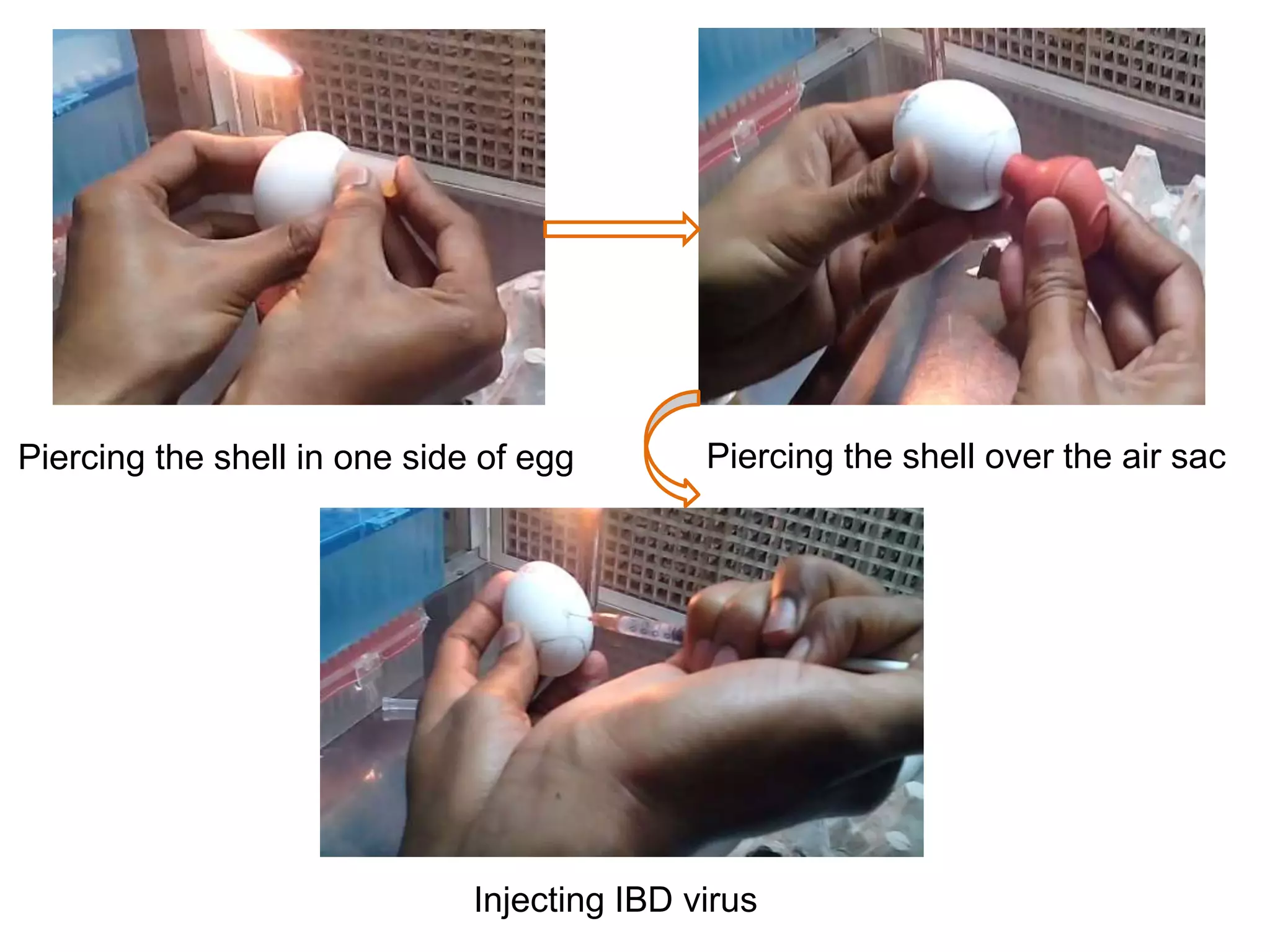 Isolation and identification of infectious bursal disease virus | PPTX