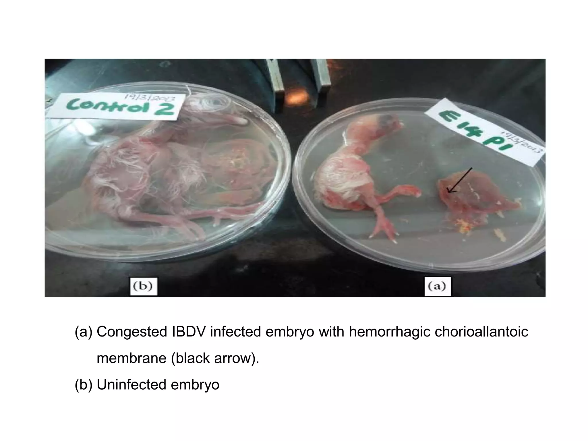 Isolation and identification of infectious bursal disease virus | PPTX