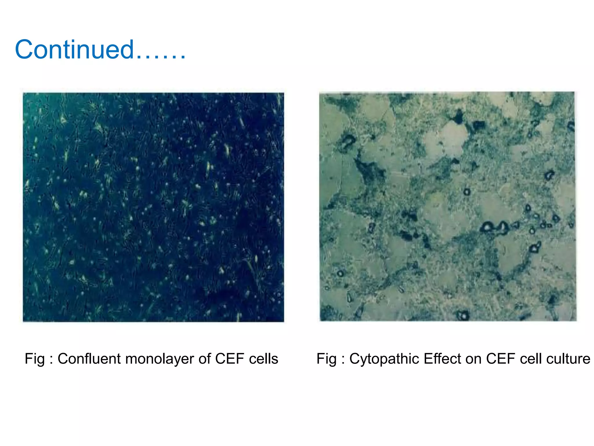 Isolation and identification of infectious bursal disease virus | PPTX