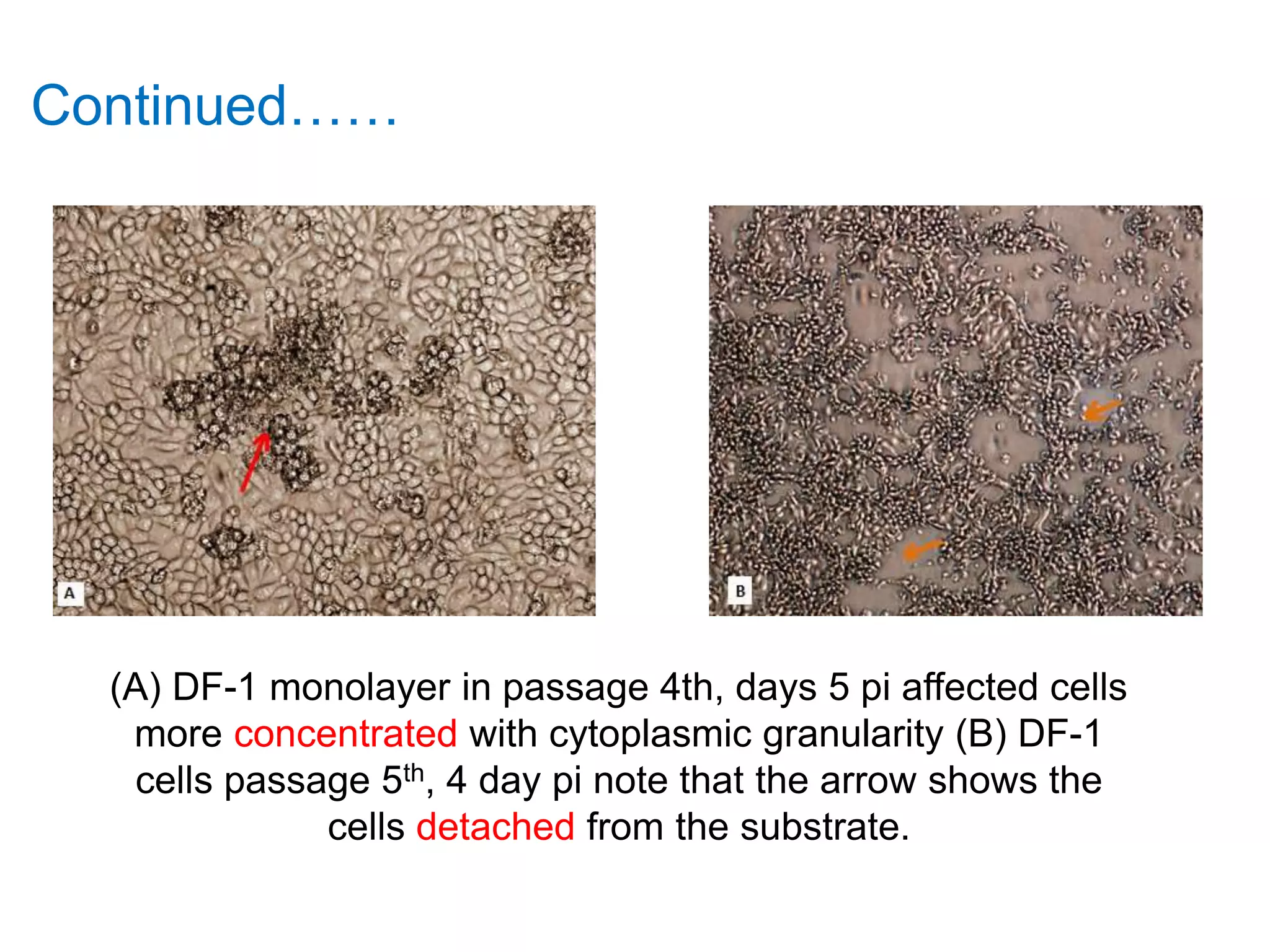 Isolation and identification of infectious bursal disease virus | PPTX