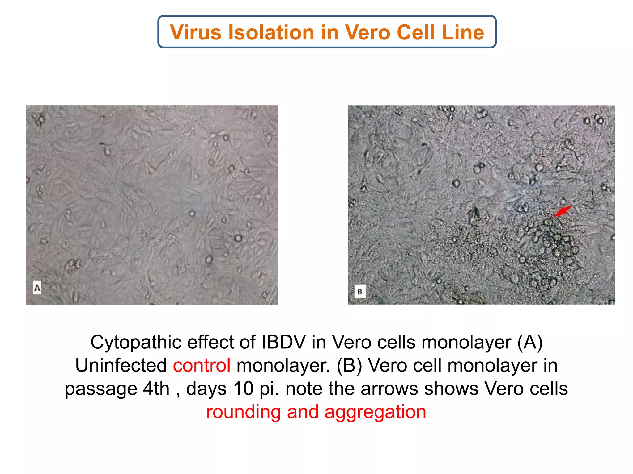 Isolation and identification of infectious bursal disease virus | PPTX