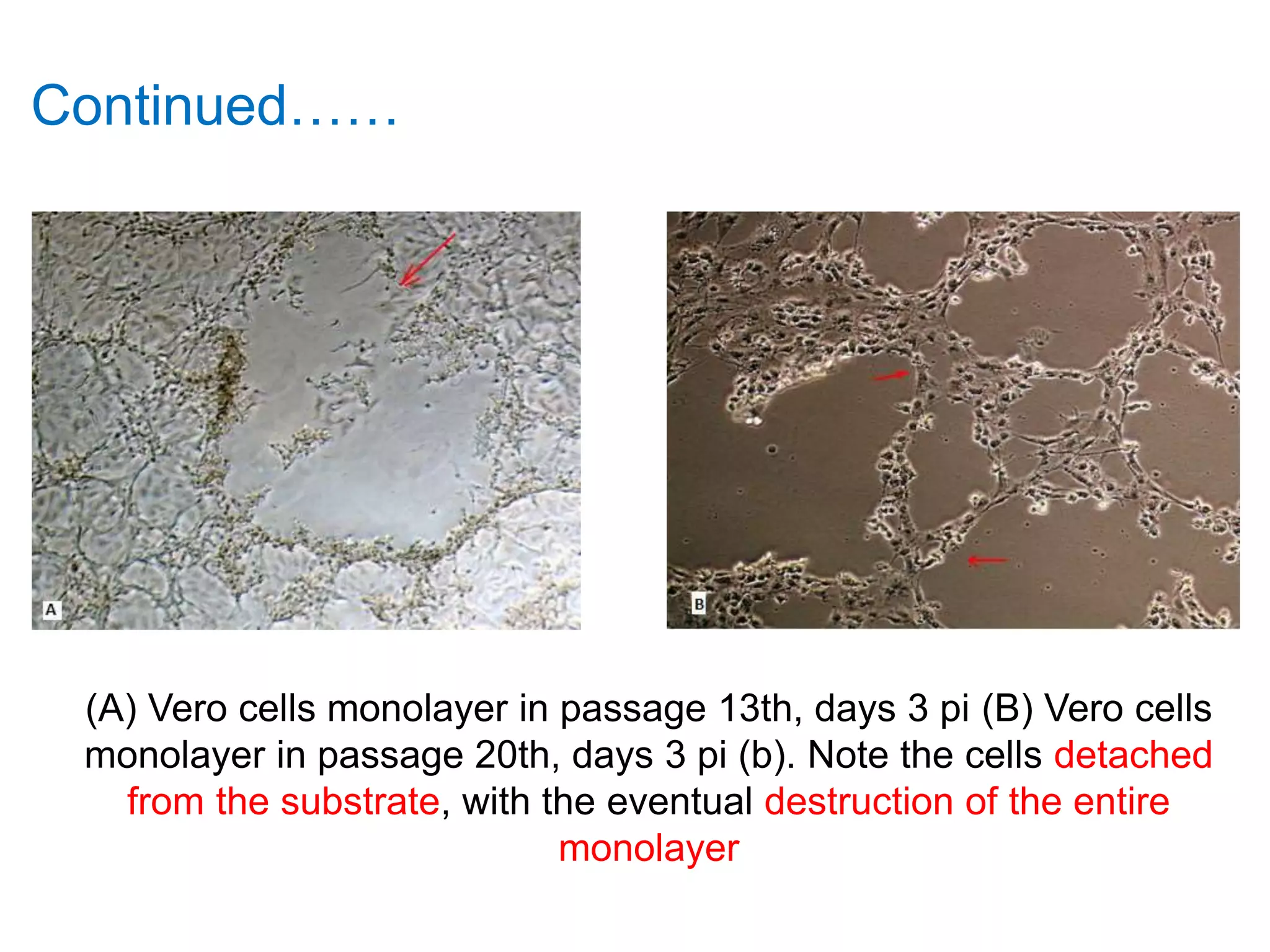 Isolation and identification of infectious bursal disease virus | PPTX