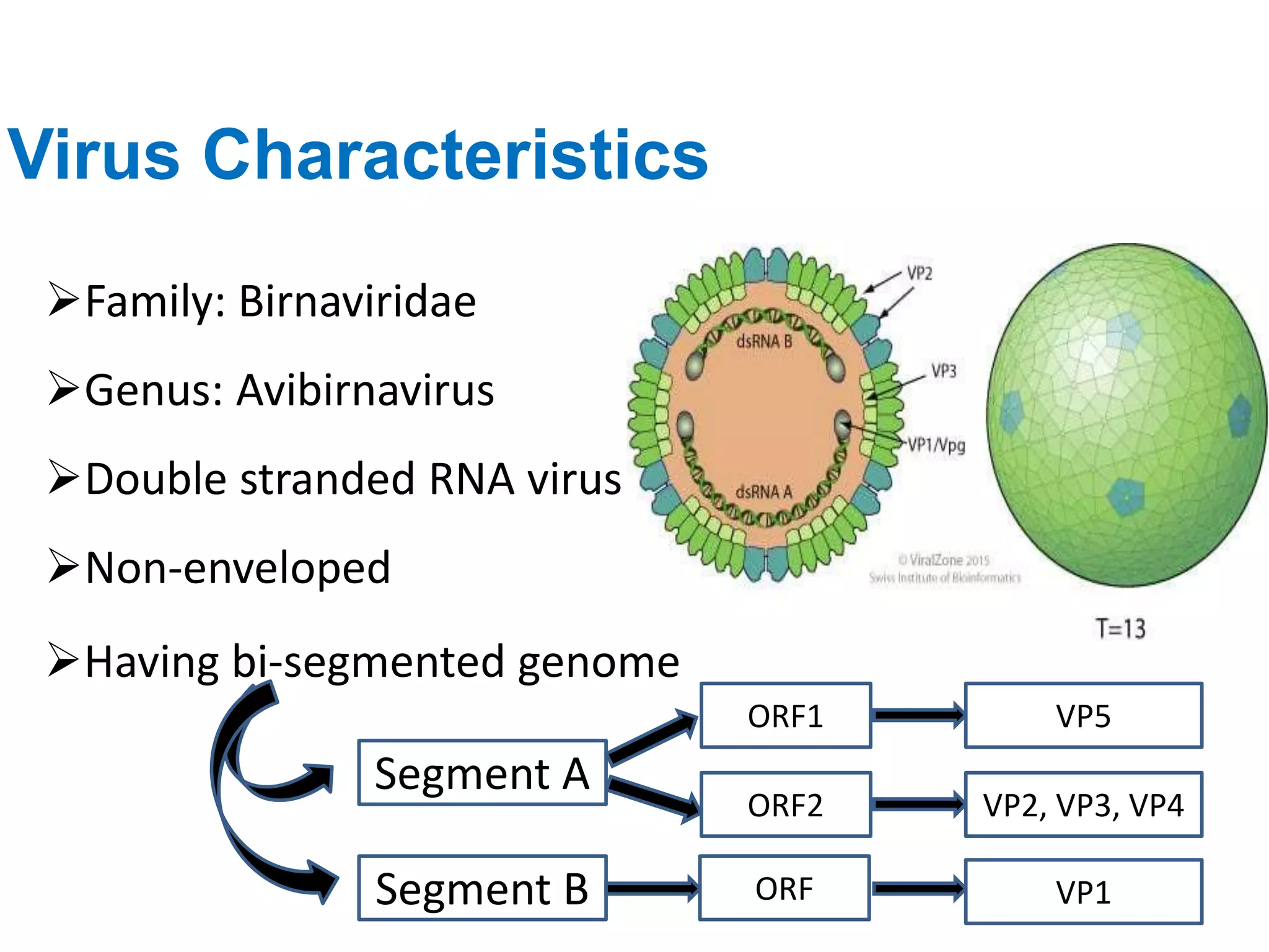 Isolation and identification of infectious bursal disease virus | PPTX