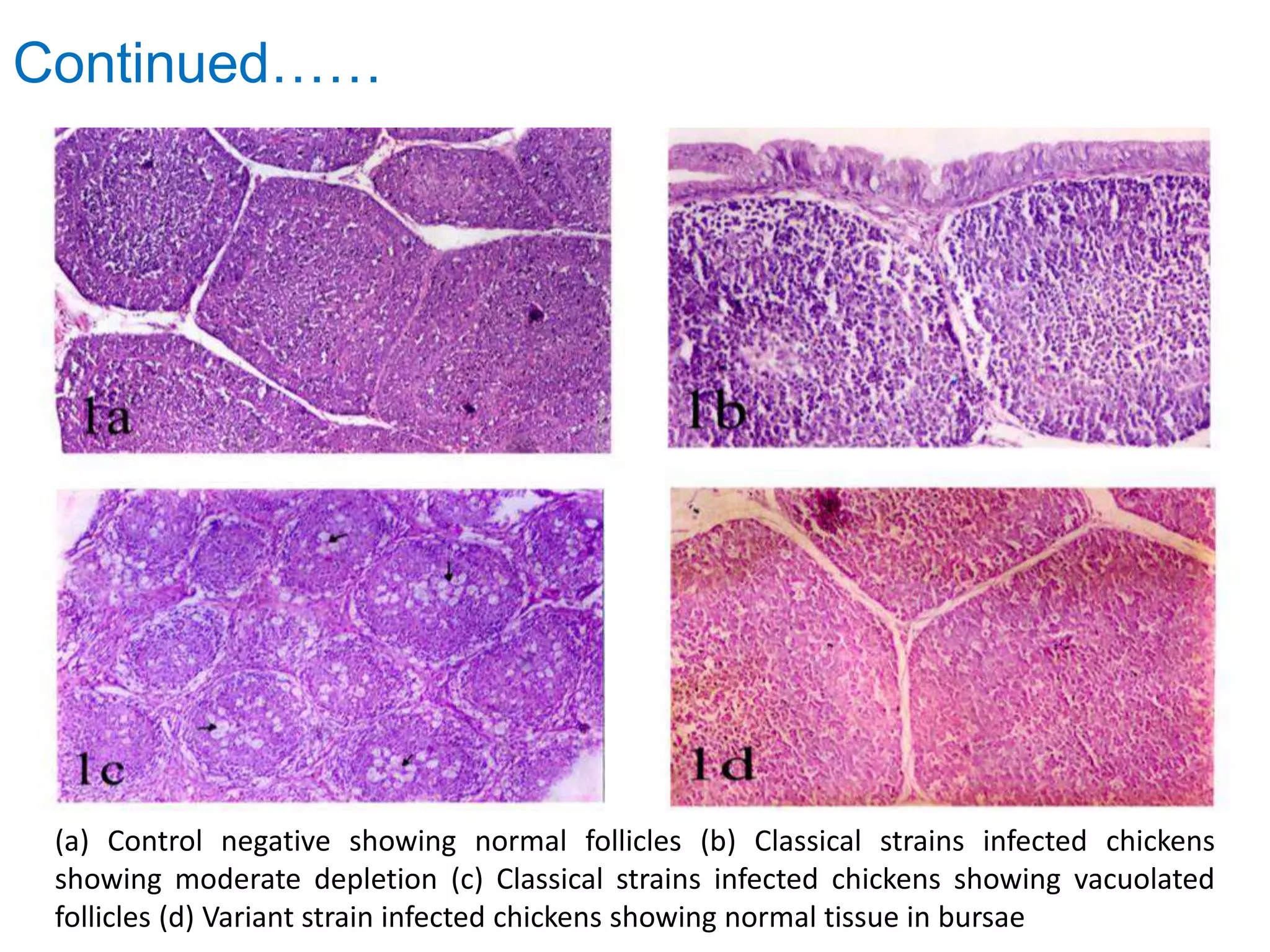 Isolation and identification of infectious bursal disease virus | PPTX