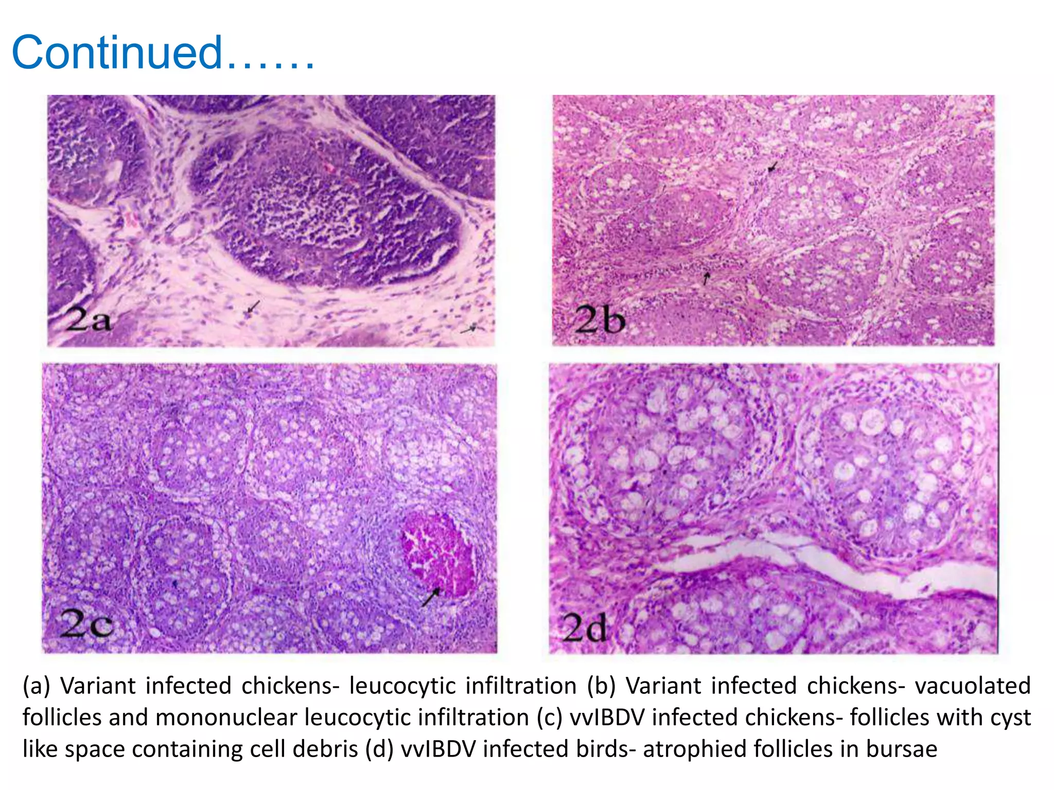 Isolation and identification of infectious bursal disease virus | PPTX