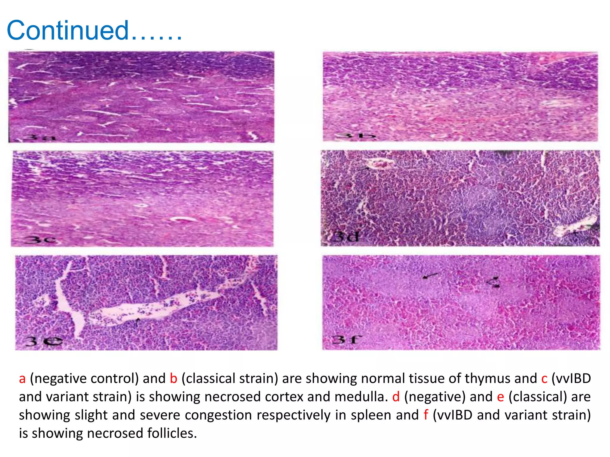 Isolation and identification of infectious bursal disease virus | PPTX