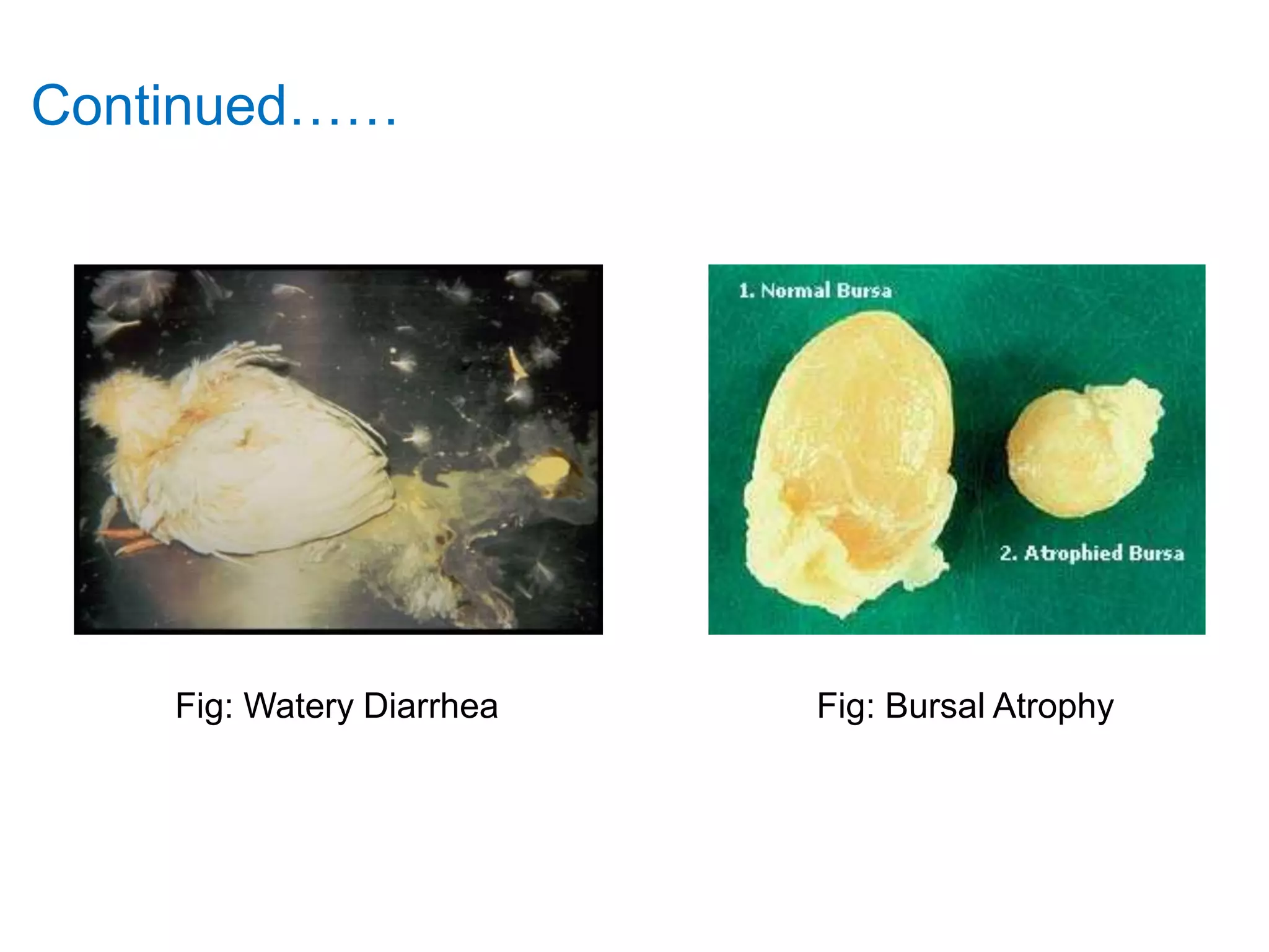 Isolation and identification of infectious bursal disease virus | PPTX
