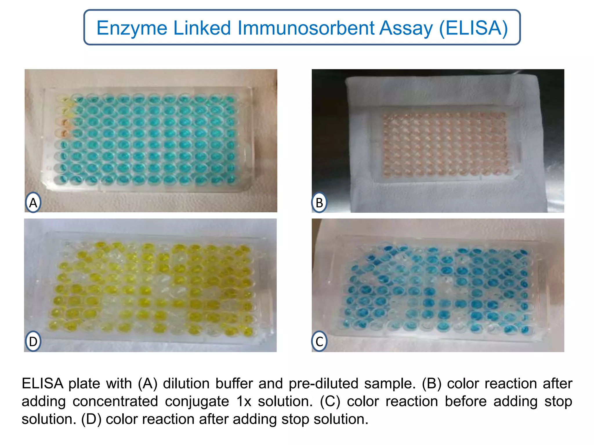 Isolation and identification of infectious bursal disease virus | PPTX