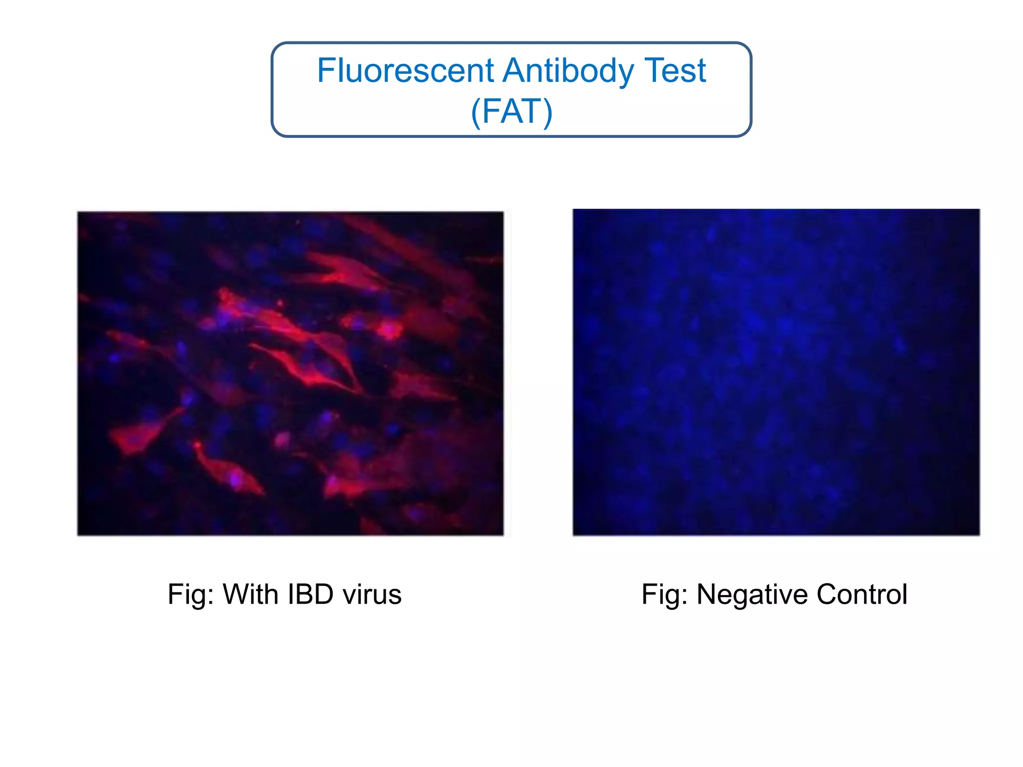 Isolation and identification of infectious bursal disease virus | PPTX