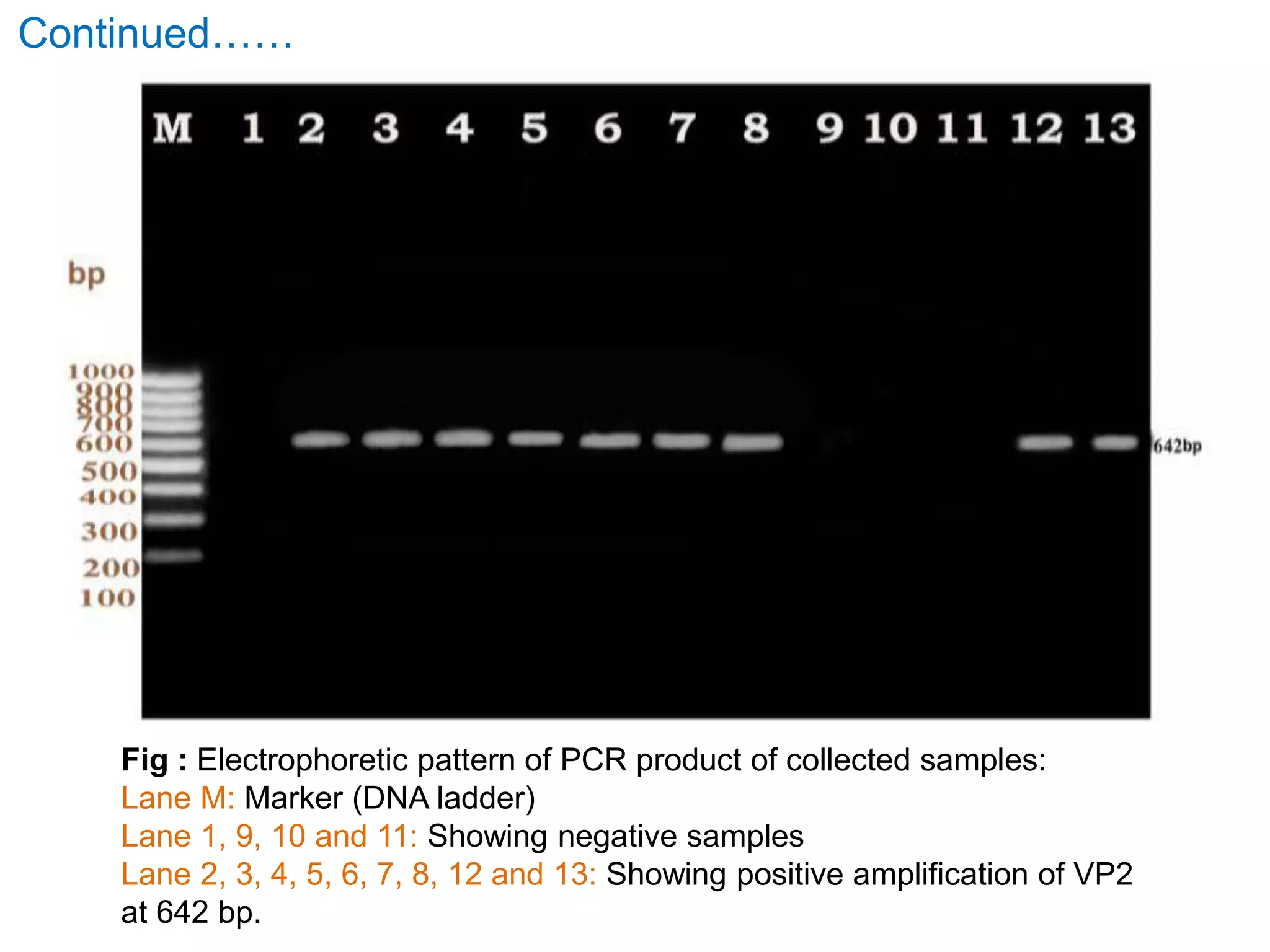 Isolation and identification of infectious bursal disease virus | PPTX