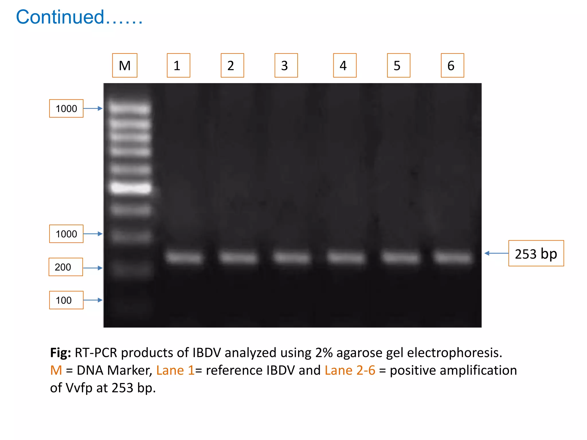 Isolation and identification of infectious bursal disease virus | PPTX