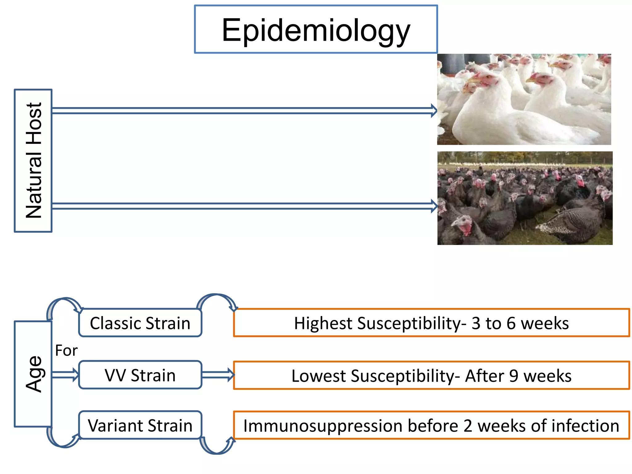 Isolation and identification of infectious bursal disease virus | PPTX