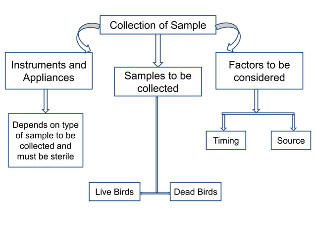 Isolation and identification of infectious bursal disease virus | PPTX | Infectious Diseases ...