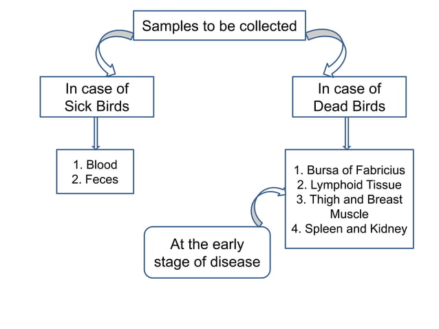 Isolation and identification of infectious bursal disease virus | PPTX | Infectious Diseases ...