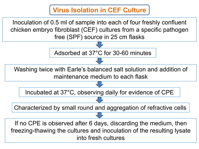 Isolation and identification of infectious bursal disease virus | PPTX | Infectious Diseases ...