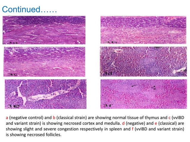 Isolation and identification of infectious bursal disease virus | PPTX ...