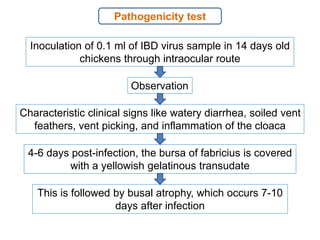 Isolation and identification of infectious bursal disease virus | PPTX