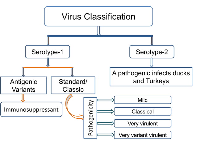 Isolation and identification of infectious bursal disease virus | PPTX | Infectious Diseases ...