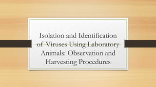 Isolation and Identification of Viruses Using Laboratory Animals.pptx