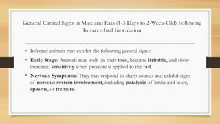 Isolation and Identification of Viruses Using Laboratory Animals.pptx
