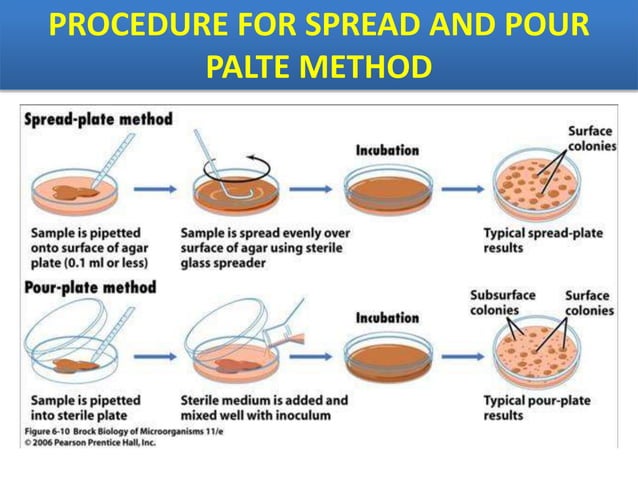 Isolation and preservation of microorganism bacteria | PPTX | Chemistry ...