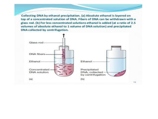 Isolation and purification of microbial c | PPT