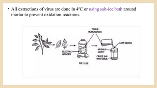 Isolation and purification of plant viruses.pptx