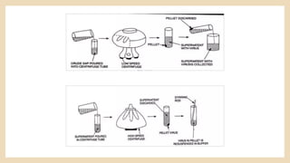 Isolation and purification of plant viruses.pptx