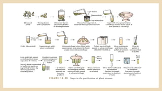 Isolation and purification of plant viruses.pptx