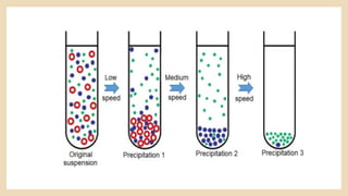 Isolation and purification of plant viruses.pptx