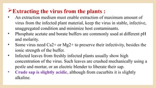 Isolation and purification of plant viruses.pptx