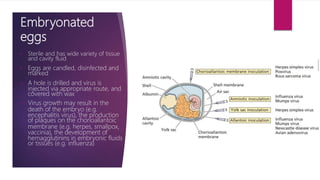 Isolation and purification of viruses | PPTX