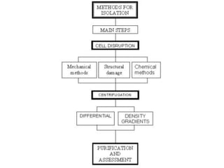 Isolation cell organelle by ankit | PPTX