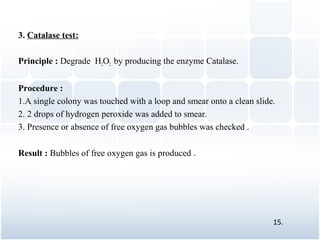 Isolation , characterization and comparative study of lactobacillus sp ...