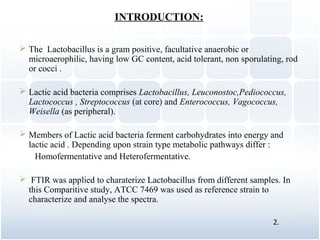 Lactobacillus In Curd