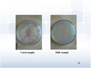 Lactobacillus In Curd