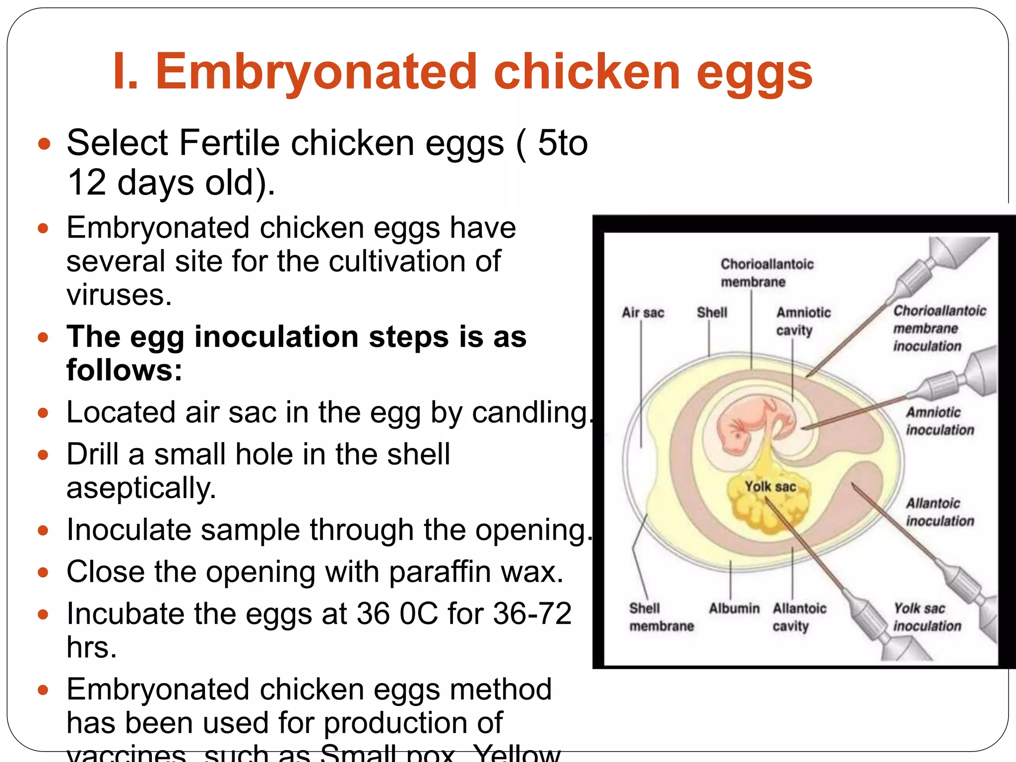Isolation cultivation purification animal viruses | PPTX